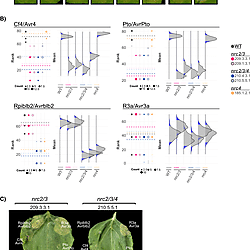 Statistical analysis of Cf-4/Avr4-triggered cell death in different N ...