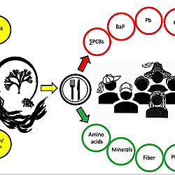 S1 Graphical abstract