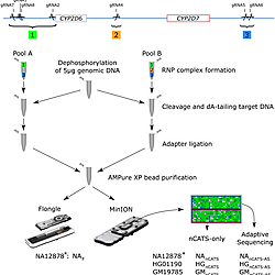 Enrichment and sequencing workflow adapted from the ‘Cas9 targeted ...
