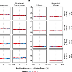 Strand asymmetry of damage and repair around initiation zones in ERDs ...