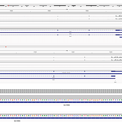 Examples of artefacts of assemblies sequence and annotation.