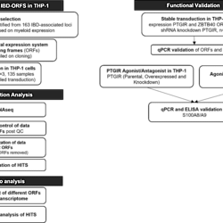 Flow chart of the expression-based functional screen, with validation ...