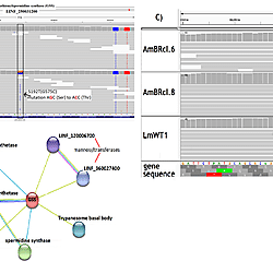 Visualization of the variants in glutathionylspermidine synthase (GSS).