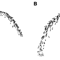 Projection of the velocity arrows (test set data points) onto existing ...