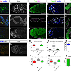 Zpg function can be fully restored by introducing a GFP-tagged genomic ...