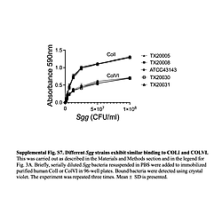 Different Sgg strains exhibit similar binding to COLI and COLVI.