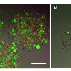 Figure S1 - Microencapsulation Technology: A Powerful Tool for ...