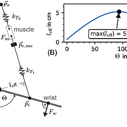 (A) Sketch of the implemented elbow moment arm model with (B) example ...