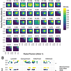 Intrinsic variability in radial position at all tested loci and ...