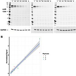 Linearity of western blot quantification.
