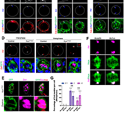 Hyx is required for the formation of microtubule aster and centriole ...