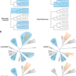 Cartoon comparison of different tree decomposition algorithms.