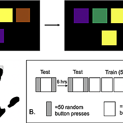 Modified Serial Reaction Time Task (SRTT).