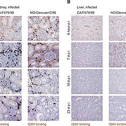 Supplemental to Fig 1.