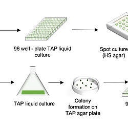 Standard protocol versus single colony protocol.