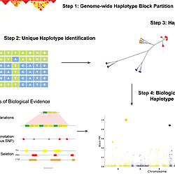The workflow of haplotype-based trait fine mapping (HapFM).