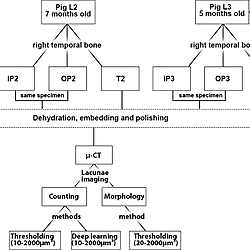 Flow chart of the pig samples in this study.