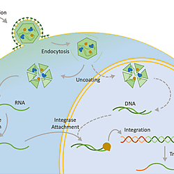 Biological schematic of virus integration.