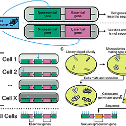 Transposon insertion sequencing can identify sexual reproduction genes.