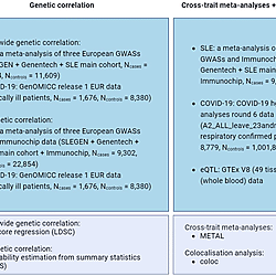 Overview of GWAS data used in the study.