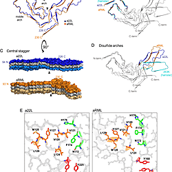 Comparison of a22L and aRML prions.