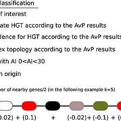 HGT local score calculation.