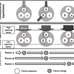 Two hypotheses to explain the different transition patterns.