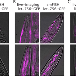Validation of the expression patterns obtained by smFISH with GFP live ...