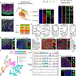 hStrO development mimics LGE development.