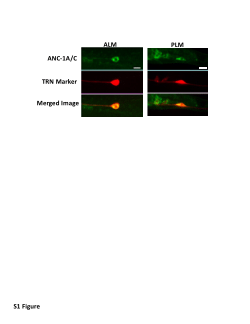 ANC-1A and/or ANC-1C are expressed in the ALM and PLM neurons.