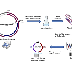 Schema representing the steps involved in the construction of the ...