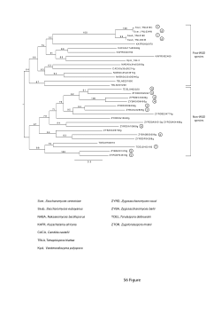 Phylogenetic tree of all Centroid proteins.