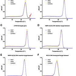 Melting curve analyses of quantitative PCR primers for different target ...