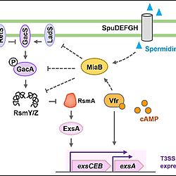A diagram showing the MiaB-mediated regulation of T3SS in P. aeruginosa.