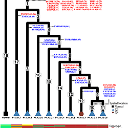 P1 tumor phylogenetic tree and inferred temporal order of the mutations.