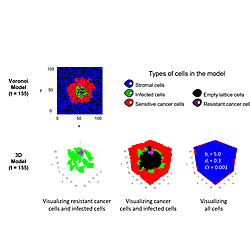 Comparing the visualization of the Voronoi model to the 3D model.