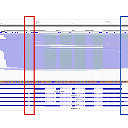 Example of a transcript with unannotated UTR introns.