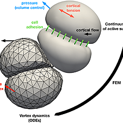 Schematic of the interacting active surface framework.