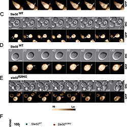 Cortical Ste50p patches are incipient sites for polarization.