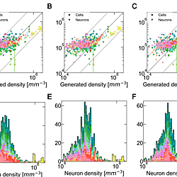 Global impact of the annotation atlas on cells and neurons densities.