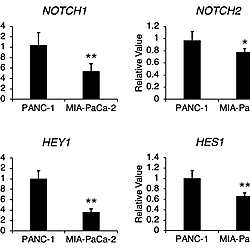 Expression of Notch receptors, NOTCH1 and NOTCH2 and their downstream ...