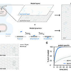 Bacterial motility enhances target cell invasion in a cellular Potts ...