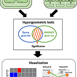Overview schematic of MAGNET workflow.