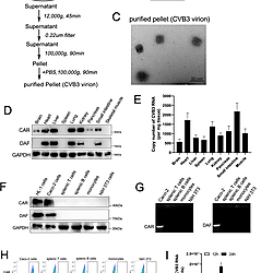 CVB3 effectively infected virus receptor-negative cells and tissues.