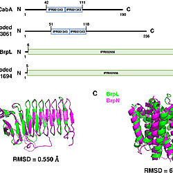 Predicted protein domains and structures of CabA, CabH, BrpL, and BrpN.