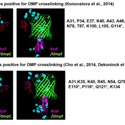 Proposed model of RcsF/OMP complexes using OmpC and OmpF partners.