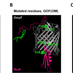 Location of RcsF mutant residues identified from the different genetic ...
