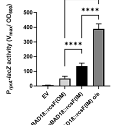 RcsF(IM) experimental setup enables the detection of increased Rcs ...