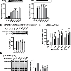 Characterization of RcsF GOF[OM] variants.