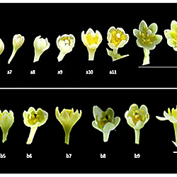 The sequential floral development of cinnamon; illustrating the ...